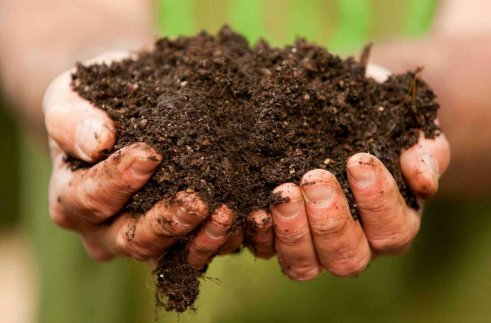 Best Compost for Roses in UK