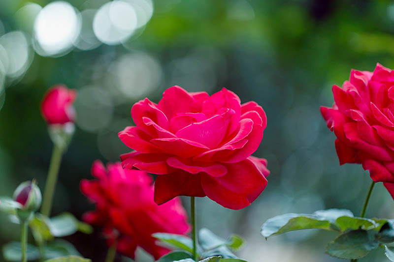 Growing a Rose: How, When and Where? UK Guide