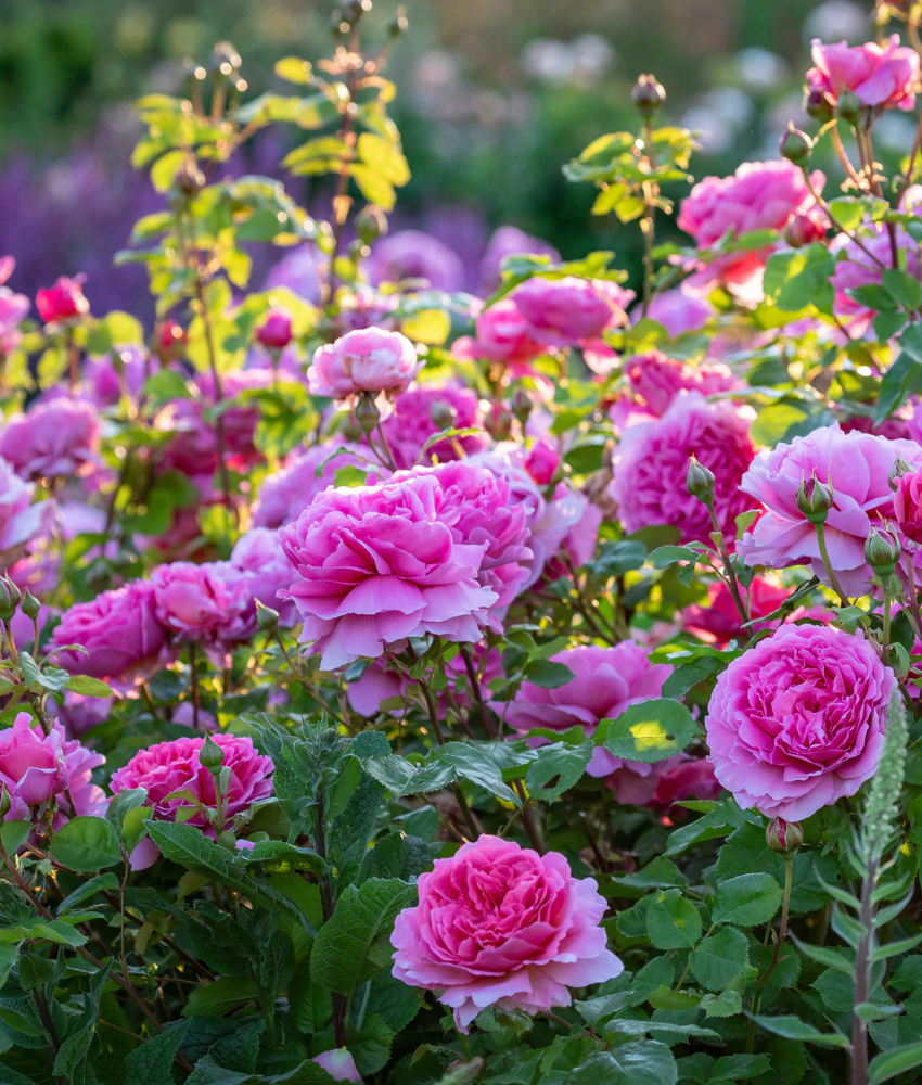 Types of Roses You Can Grow in the UK