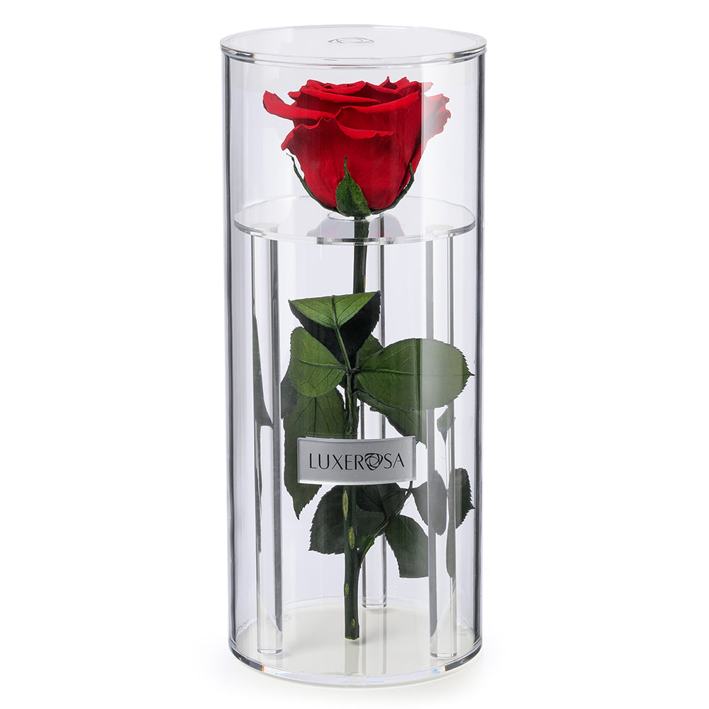 Single Forever Long Stemmed Infinity Rose In Red Colour, in a modern B